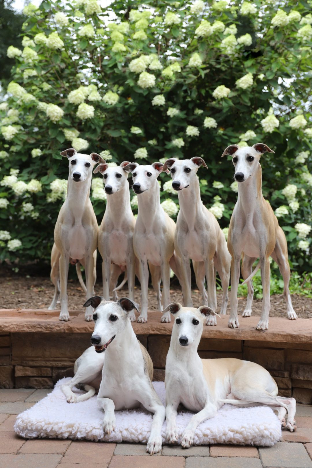 Ableaim Kennels | The proud home of Whippets